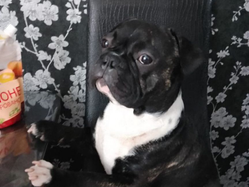 Французский бульдог кабель вязка