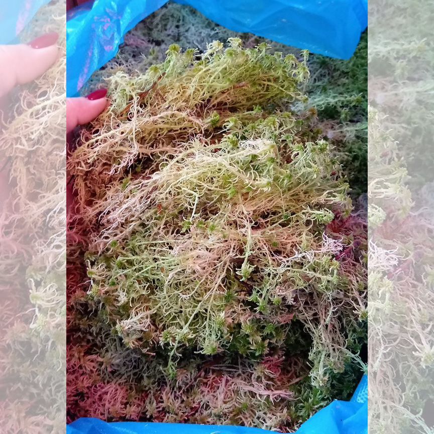 Мох сфагнум живой очищенный