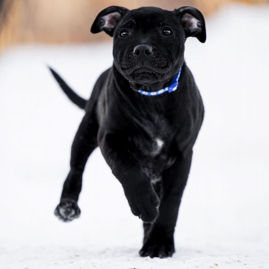 Стаффордширский бультерьер, щенок