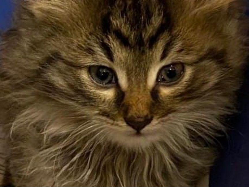Котенок Дорофей мечтает о доме