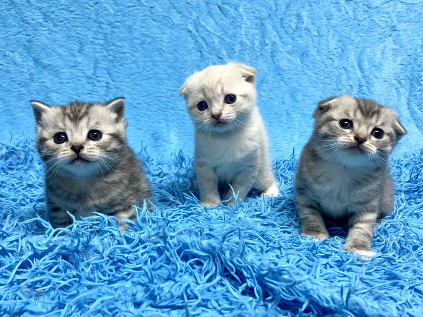 Шотландские котята