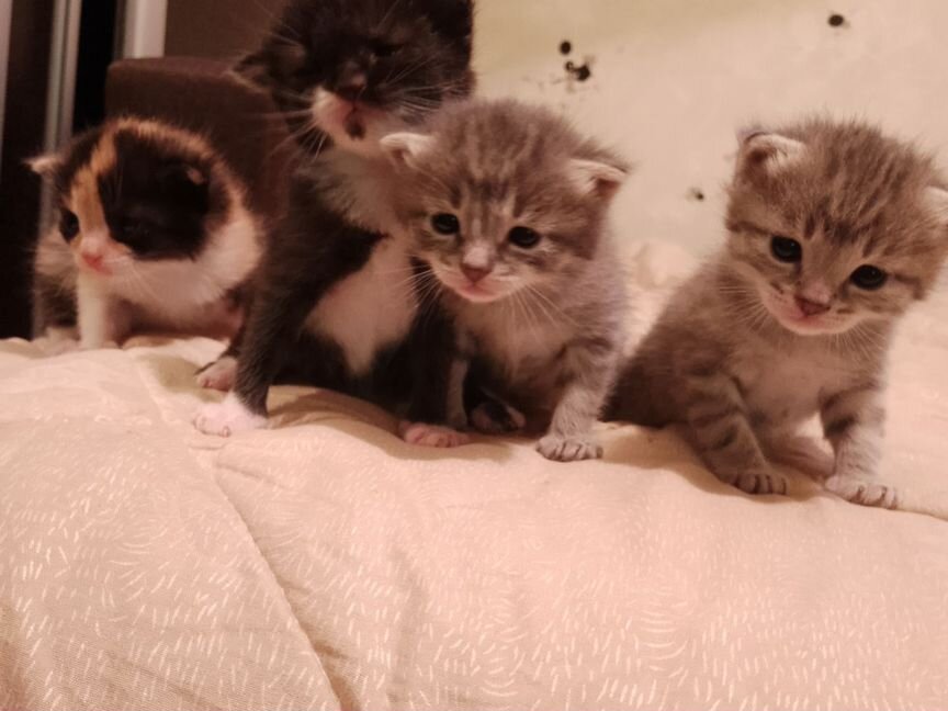 Домашние животные котята