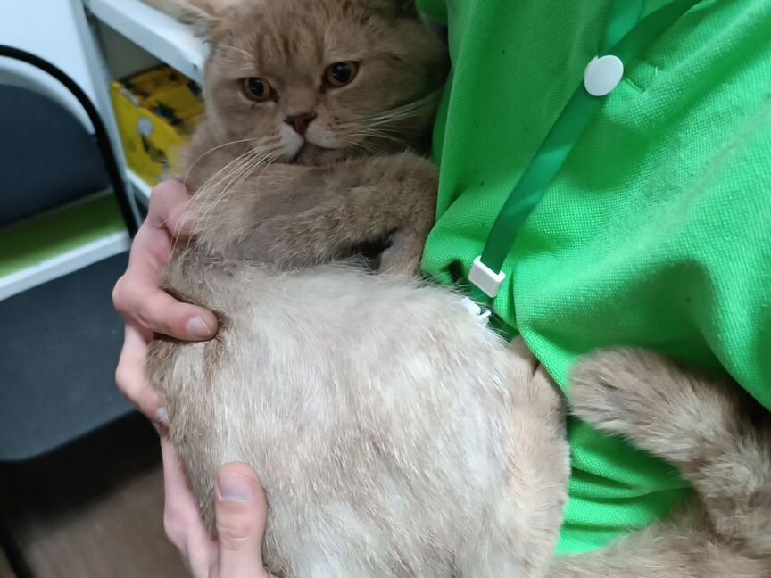 Британский кот