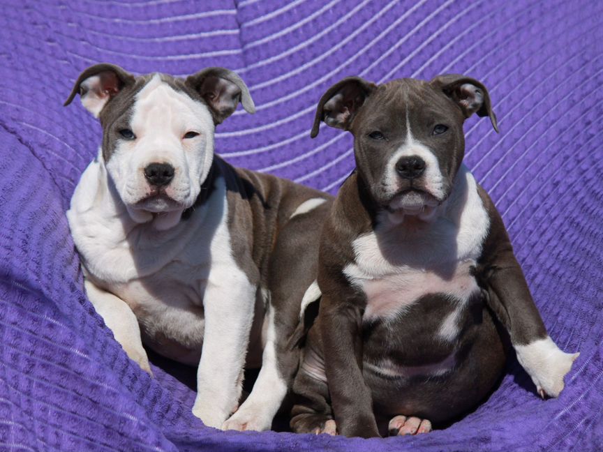 Щенки стаффордширского терьера