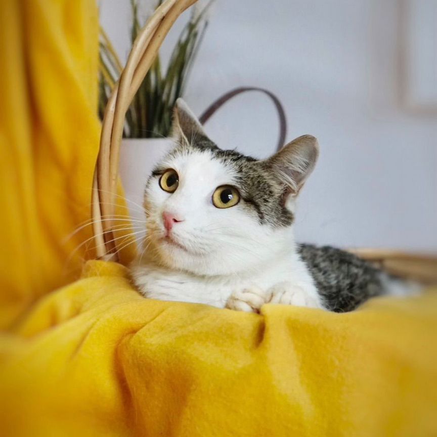 Кошечка в добрые руки