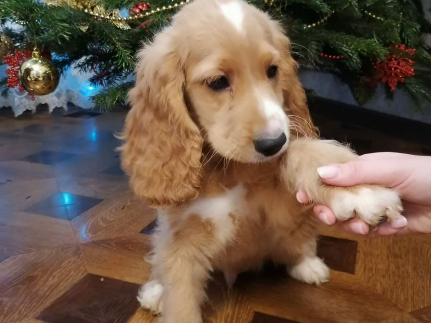 Мальчик кокер английский