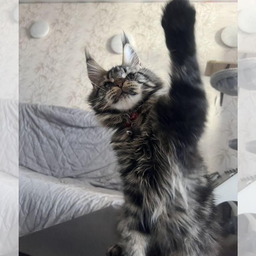 Мейн-кун котёнок