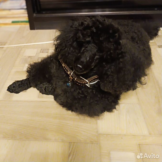 Кобель малого пуделя для вязки