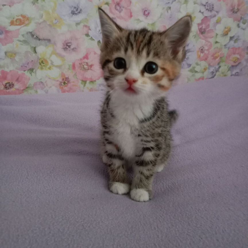 Шотландский котёнок
