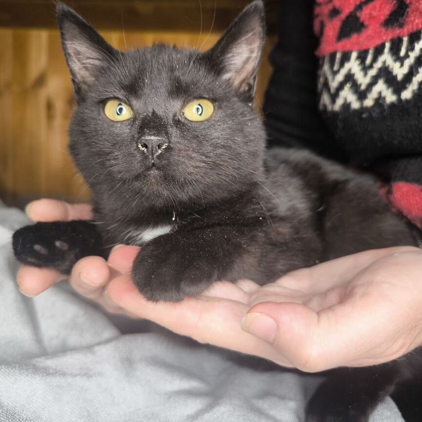 Котёнок девочка Пятница
