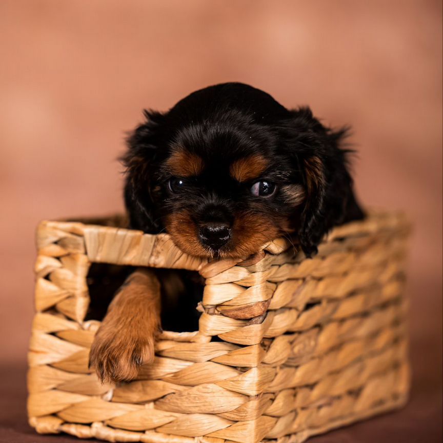 Щенки кавалер кинг чарльз спаниель