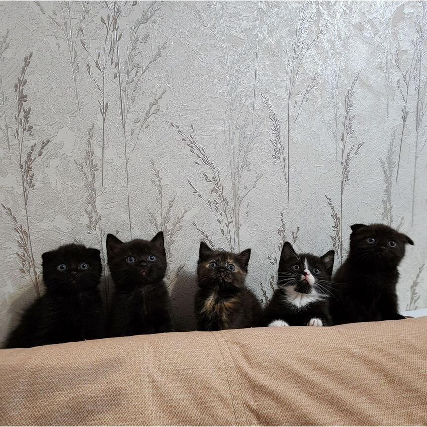 Шотландский вислоухий короткошёрстный котёнок