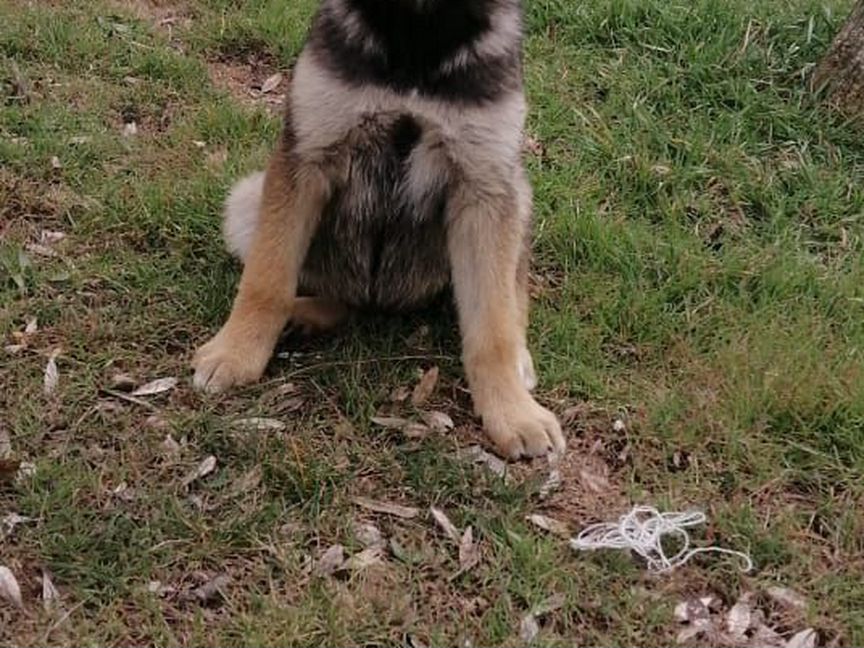 Восточноевропейская овчарка