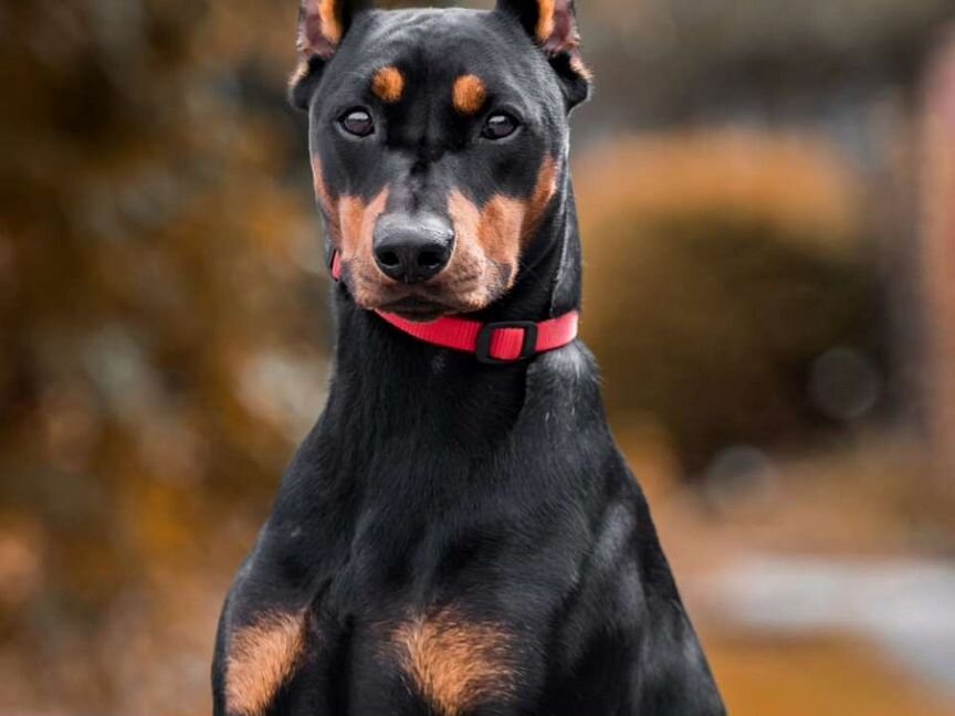 Немецкий пинчер- вязка