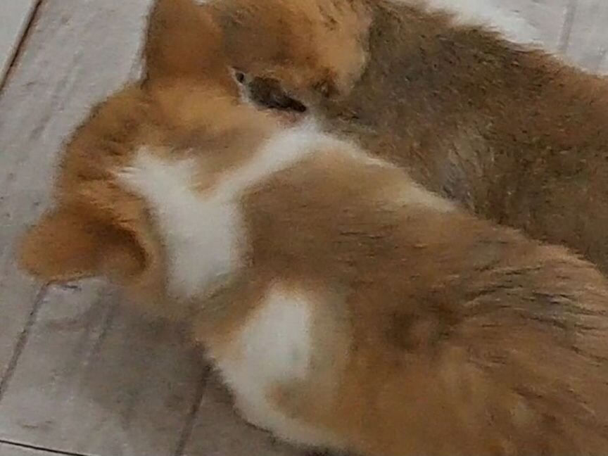 Вельш-корги