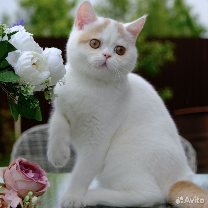 Британский котик, кремовый ван (е 01 62)