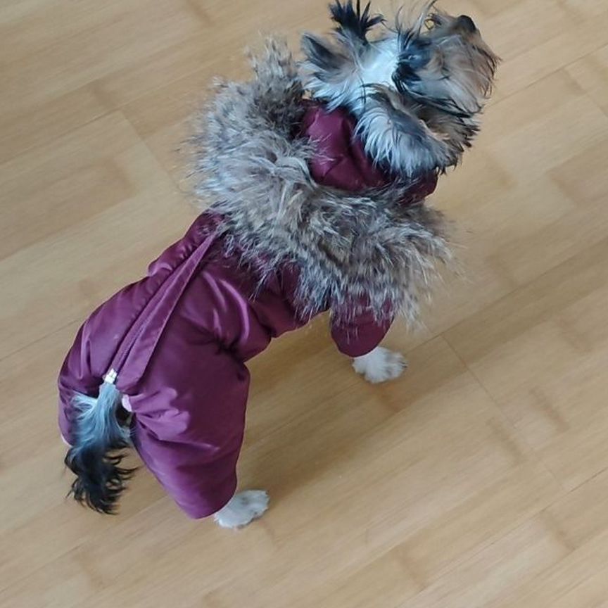 Комбинезон для маленькой собачки (для девочки)