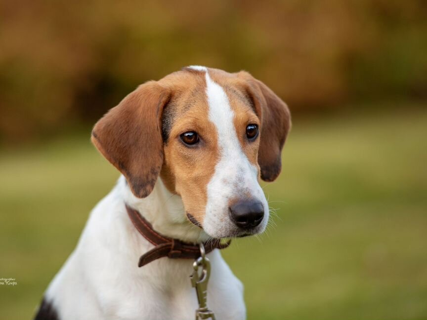 Бесплатно в добрые руки