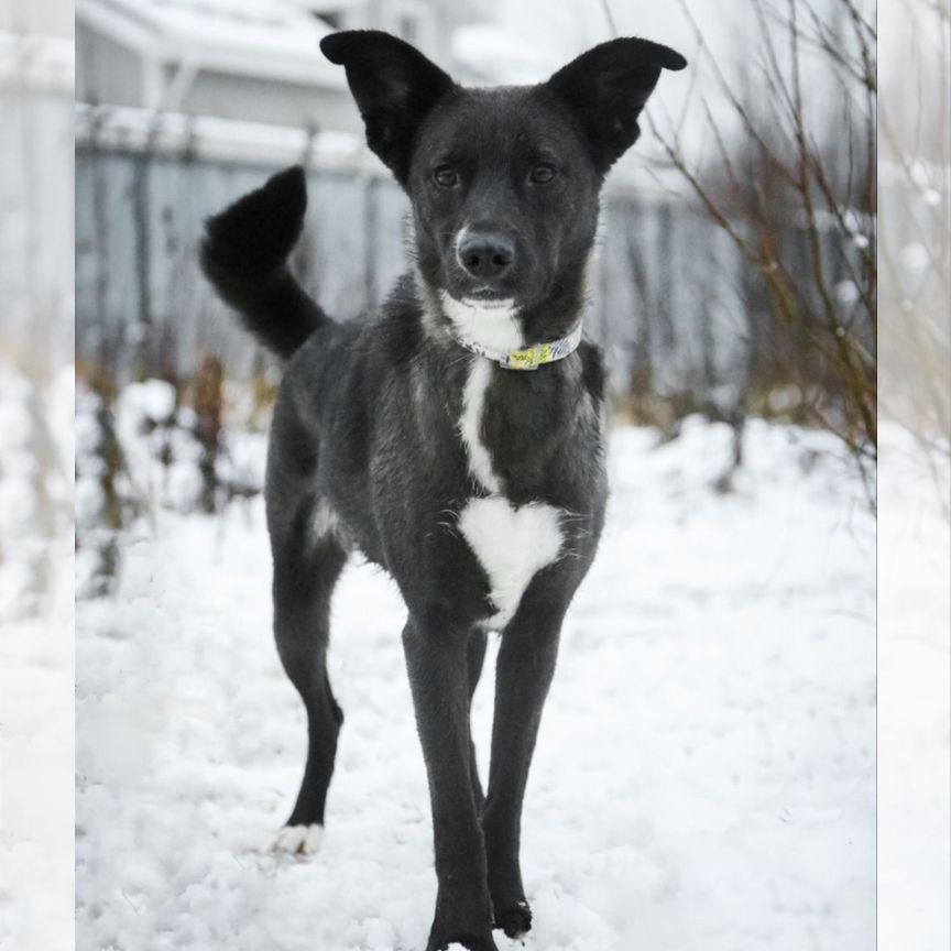 Щенок в добрые руки