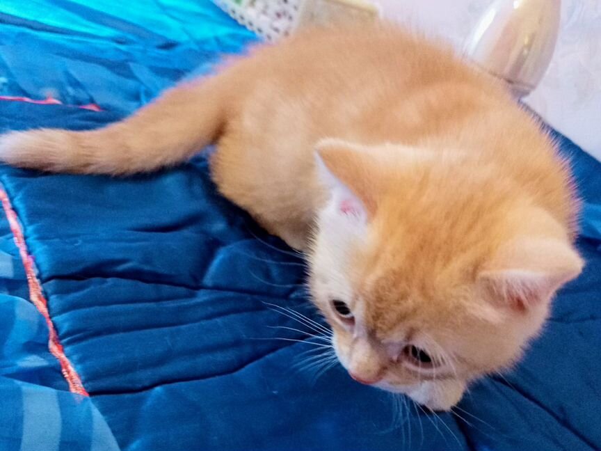 Экзотическая