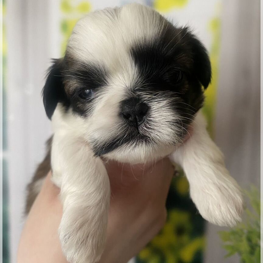 Ши-тцу, щенок