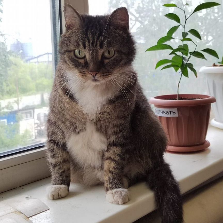 Отдадим в добрые руки кота