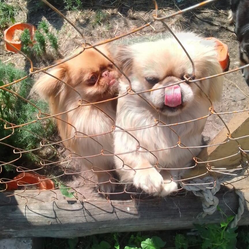 Кобель на вязку