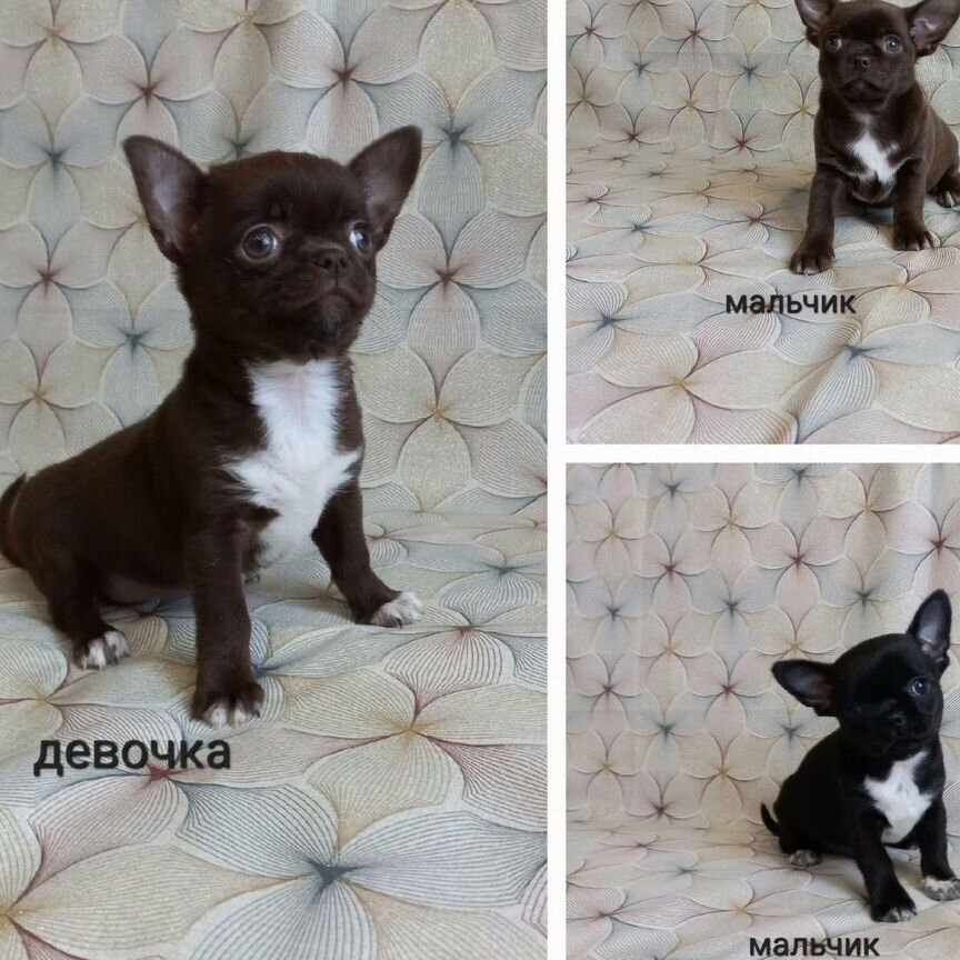 Чихуахуа, щенок