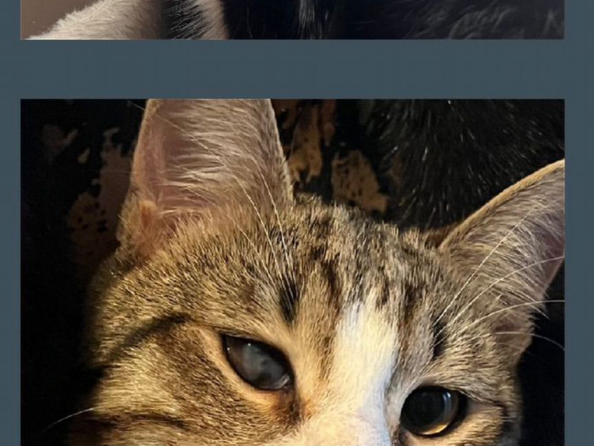 Котята подростки в добрые руки бесплатно
