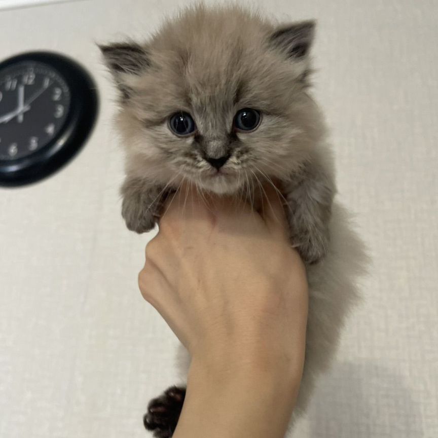 Британский длинношёрстный котёнок