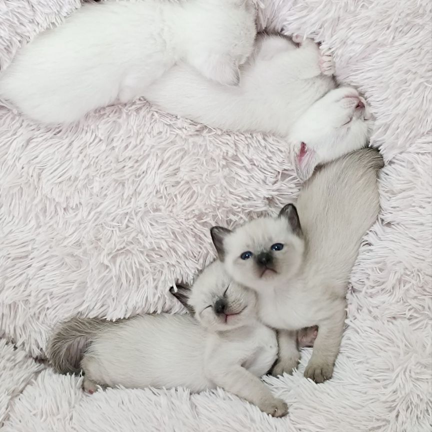 Тайские котята