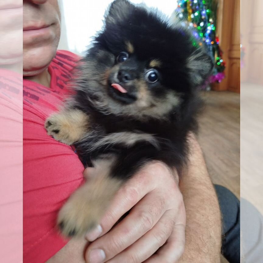 Померанский шпиц, щенок