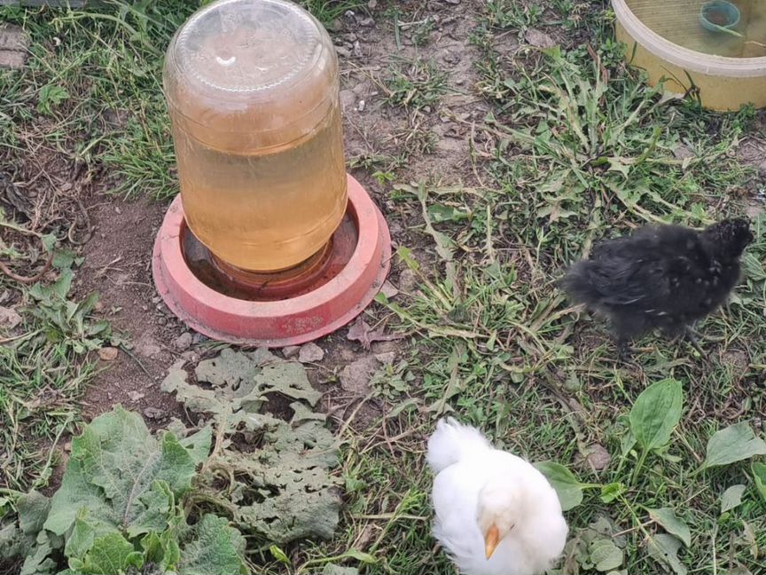 Цыплята несушки