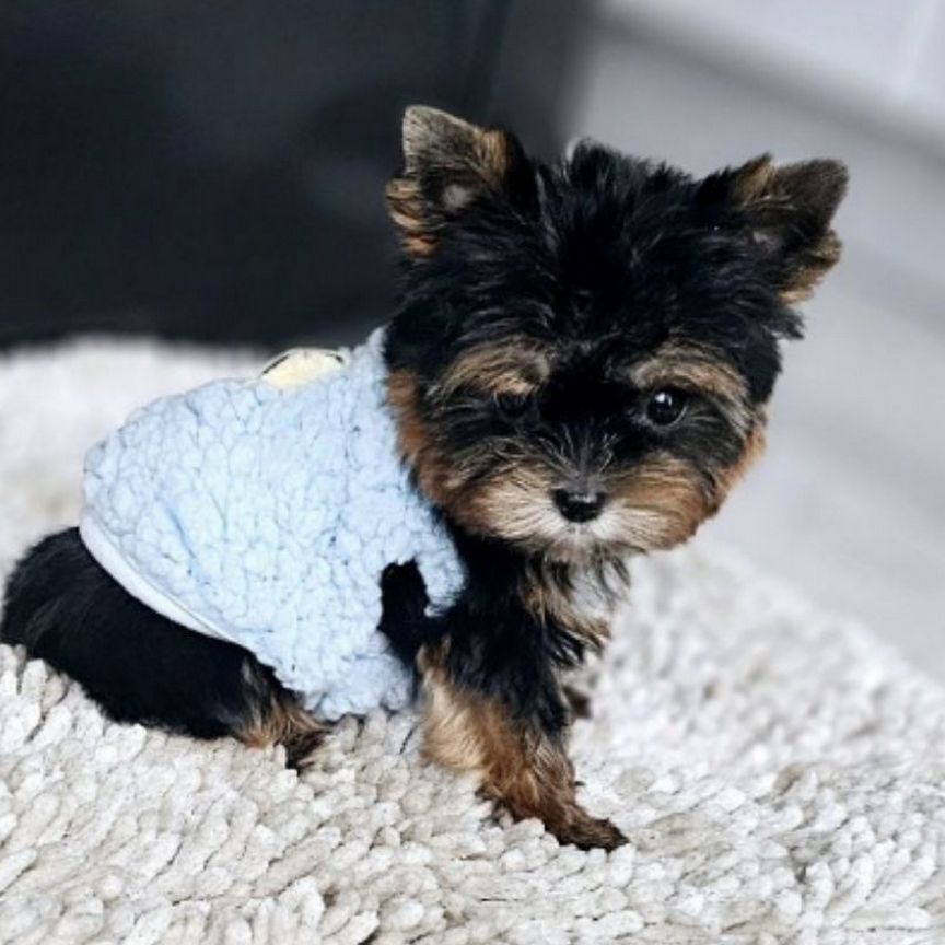 Йоркширский терьер мини