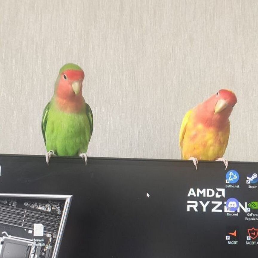 Неразлучники (папа и сын)