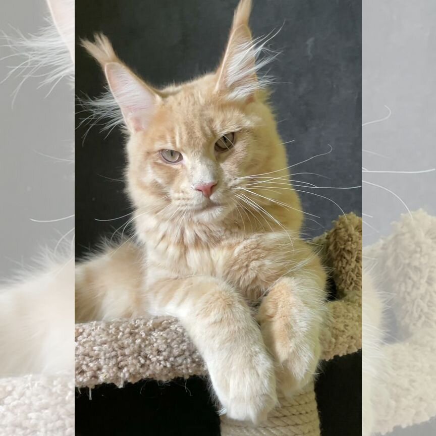 Кошки