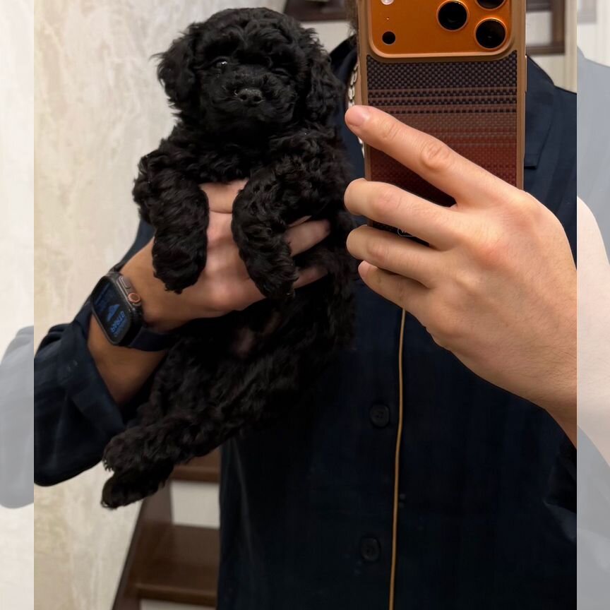 Мальтипу, щенок