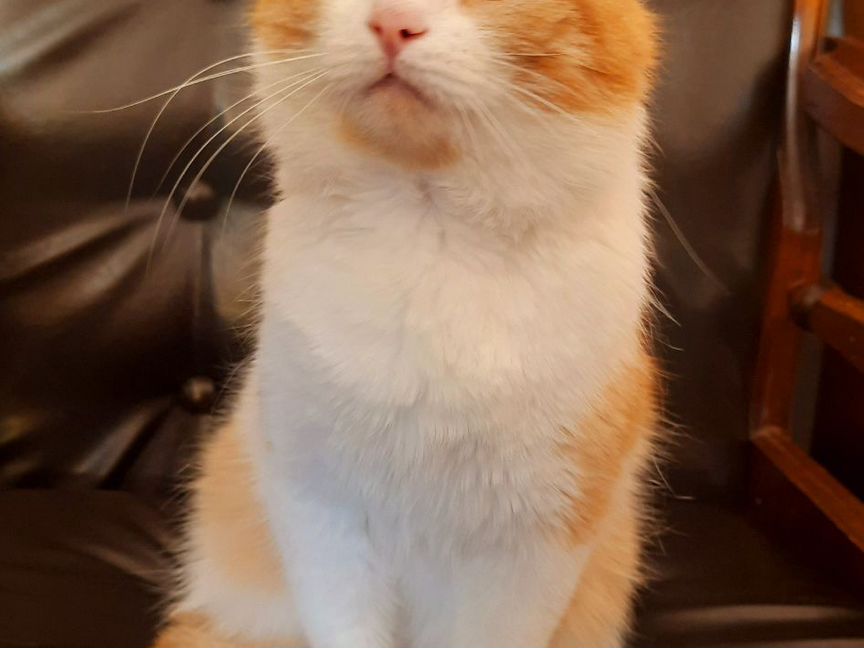 Правда похож на кота Твикса