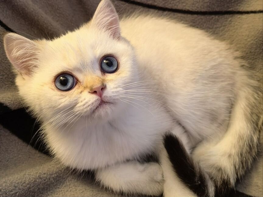 Шотландский котик (серебро)