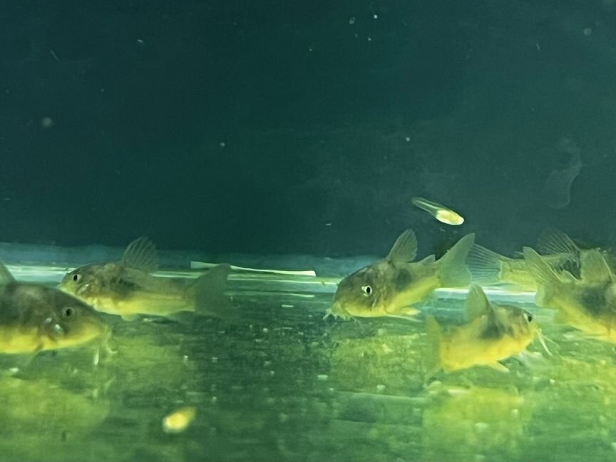 Аквариумные рыбки меченосцы