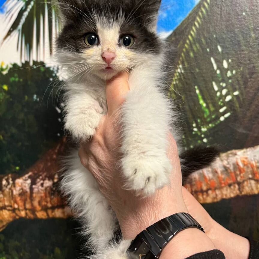 Мальчик - сибиряк 1.5 мес