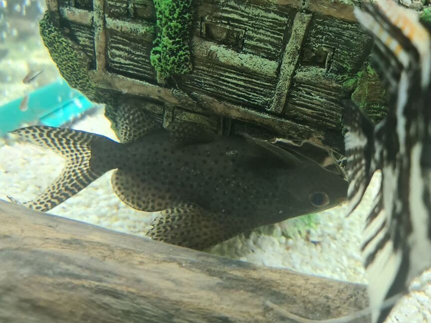 Сом анциструс