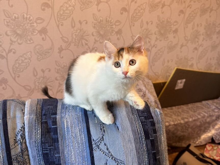 Трехцветный котенок в дар