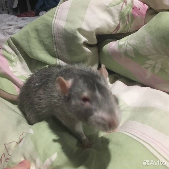 Крыса дэвил отдам
