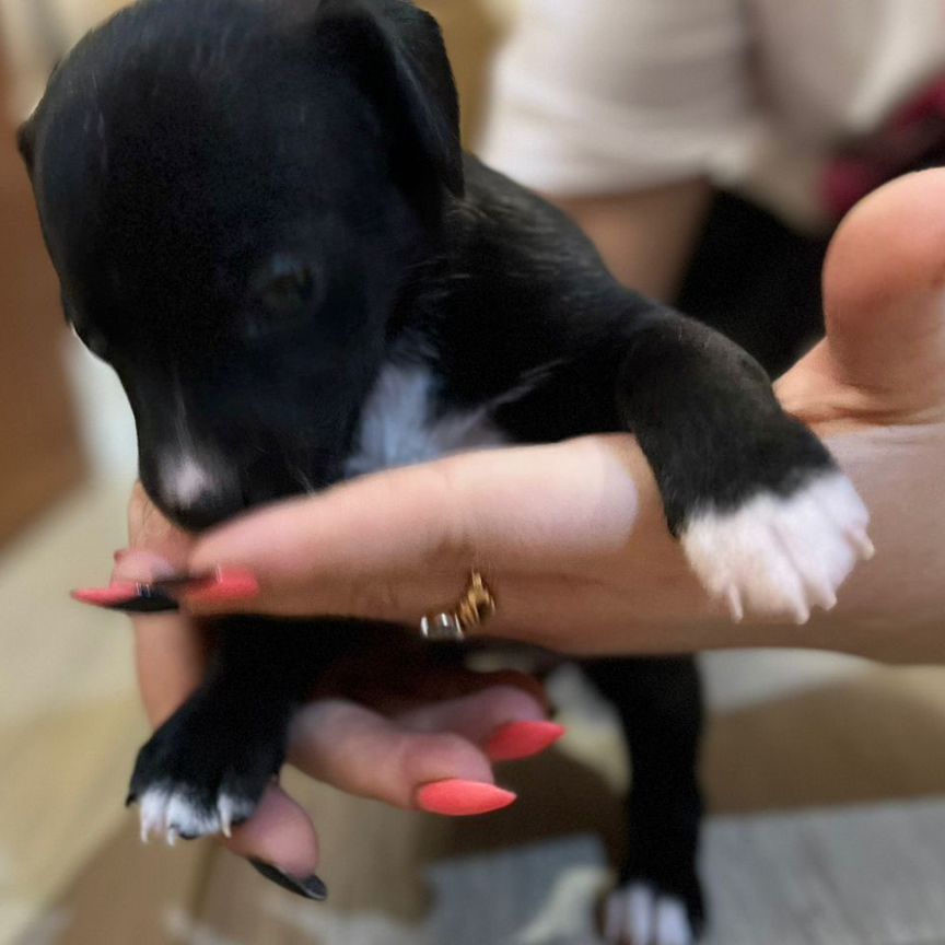 Джек-рассел-терьер, щенок