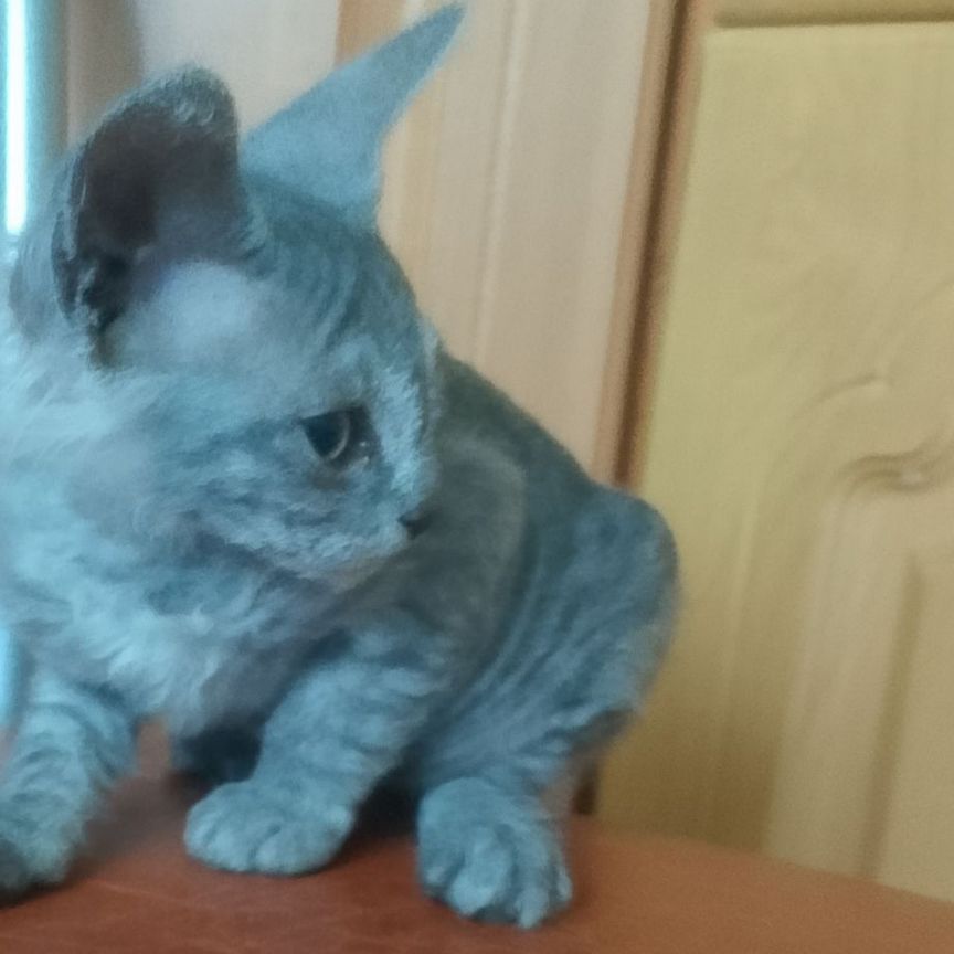 Донской сфинкс котёнок