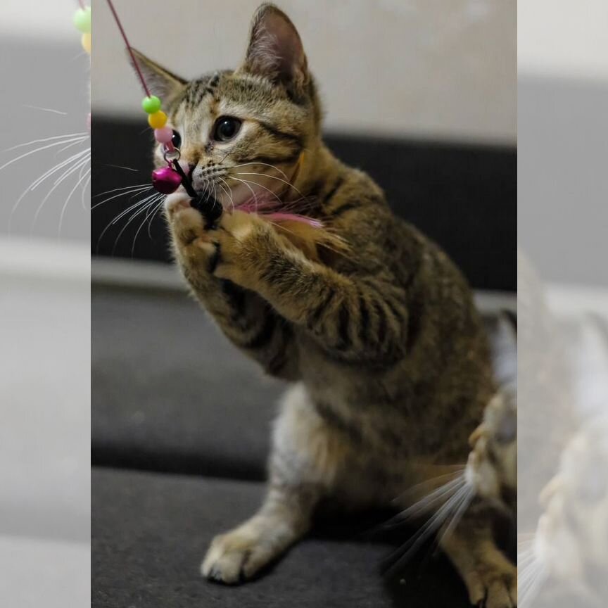 Тигренок а не киска) В дар