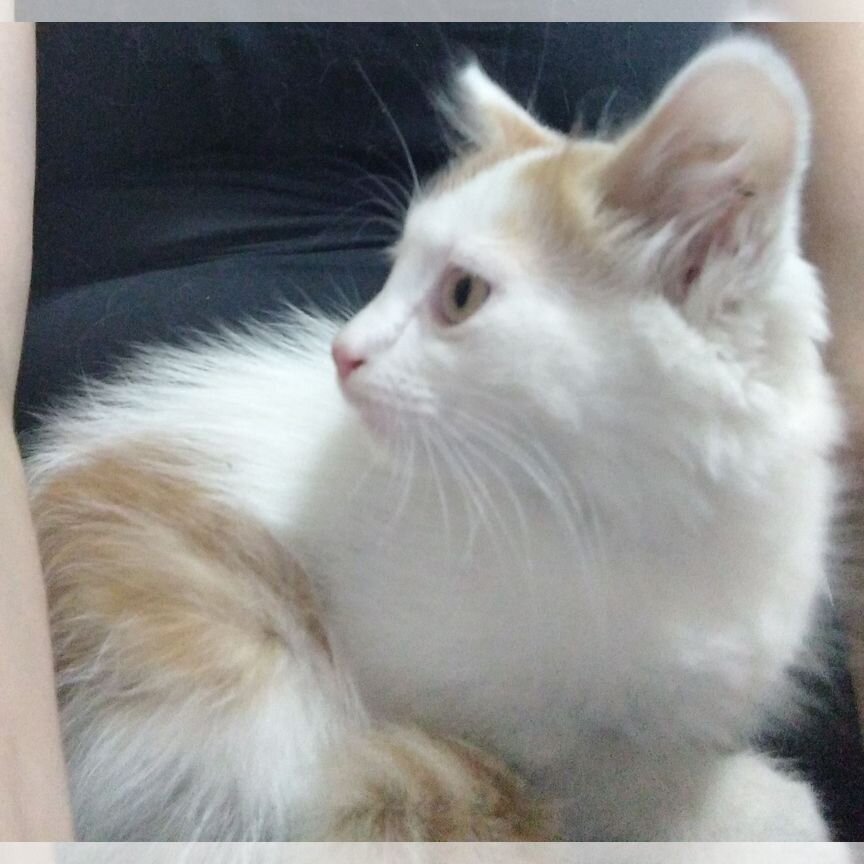 Рыжий котенок длинношерстный