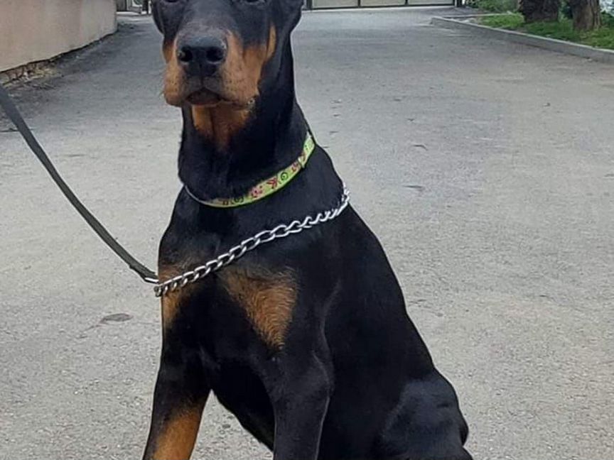 Щенки добермана