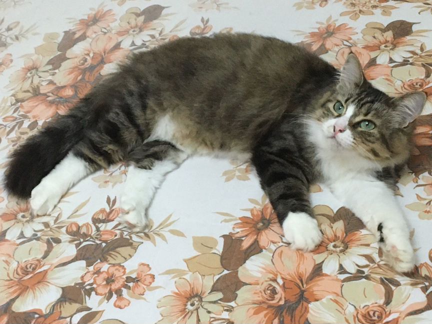 Верит в чудо красавица Аделина